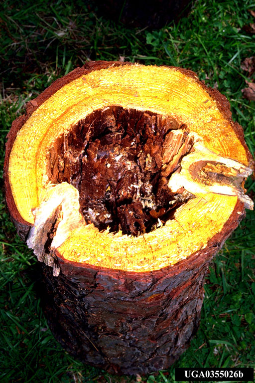 red heart of pine (Phellinus pini)