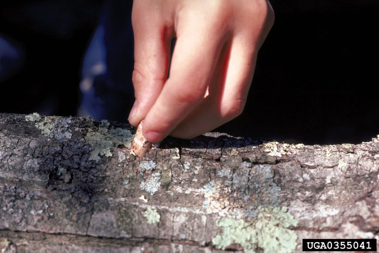 Lentinus mushrooms (Genus Lentinus)