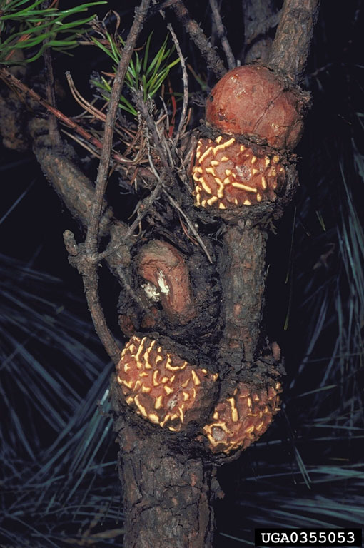 eastern pine gall rust (Cronartium quercuum)