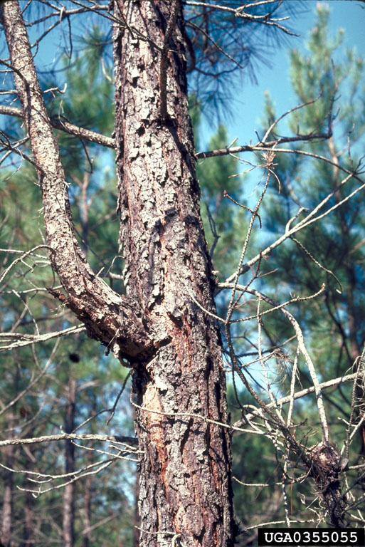 fusiform rust (Cronartium quercuum f.sp. fusiforme (Hedgc. & N. Hunt ...