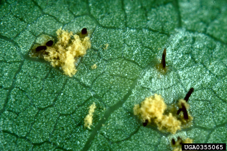 fusiform rust (Cronartium quercuum f.sp. fusiforme)