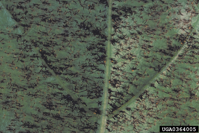 fusiform rust (Cronartium quercuum f.sp. fusiforme (Hedgc. & N. Hunt ...