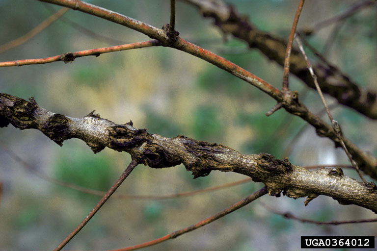 Cylindrocladium root diseases (Genus Cylindrocladium)