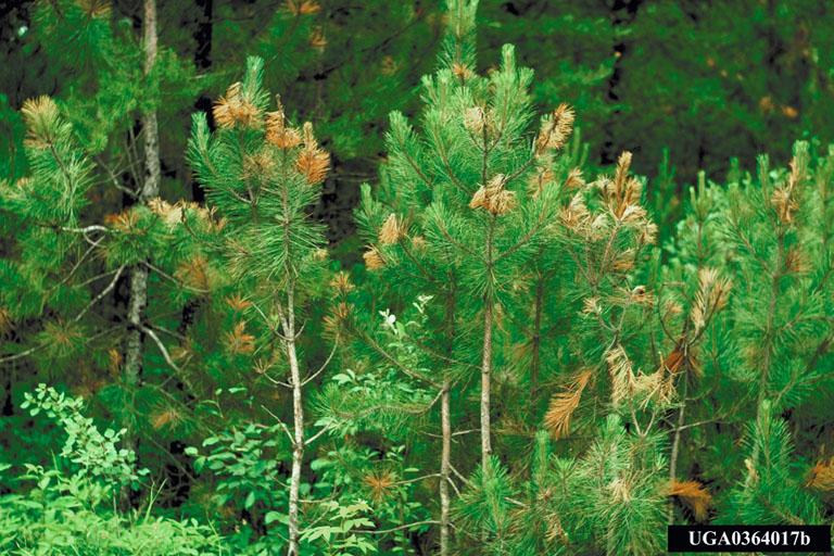 Sirococcus blight of conifers (Sirococcus conigenus)