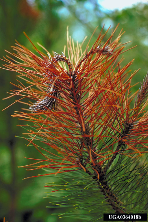 Sirococcus blight of conifers (Sirococcus conigenus)