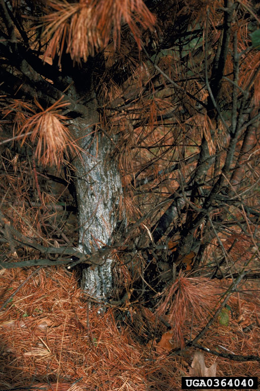 Leptographium root disease (Leptographium procerum)