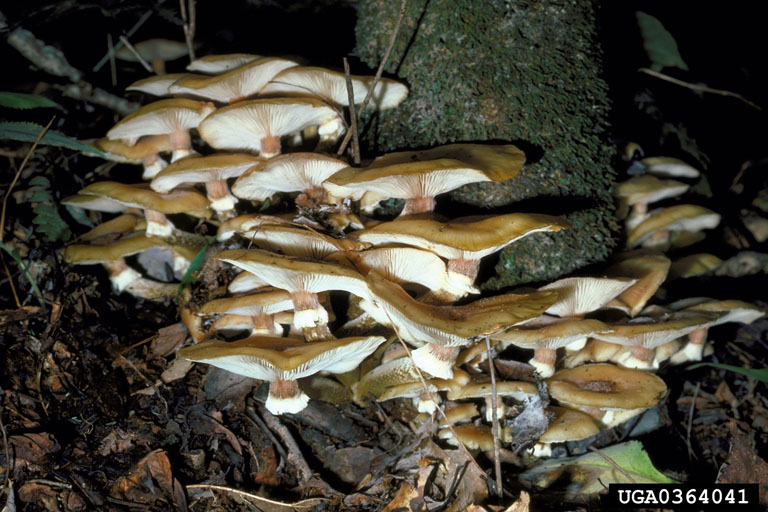 Armillaria root rots (Genus Armillaria (Fr.:Fr) Staude)