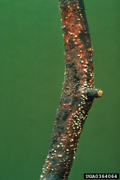 white pine blister rust (Cronartium ribicola J. C. Fisch.)