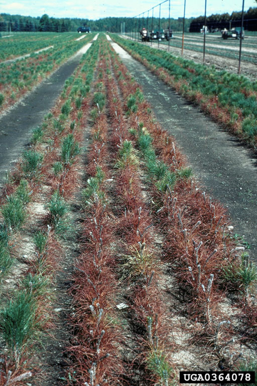 Cylindrocladium root diseases (Genus Cylindrocladium)