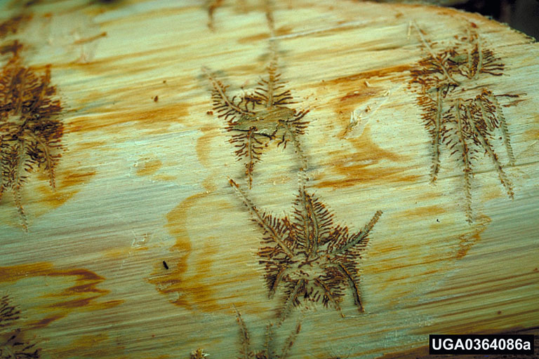 pine engraver (Ips pini (Say, 1826))