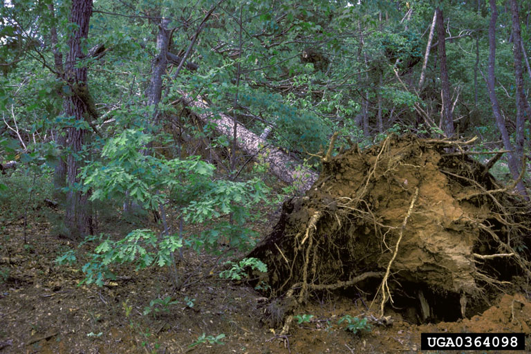 root lifting, soil heaving, and windthrow