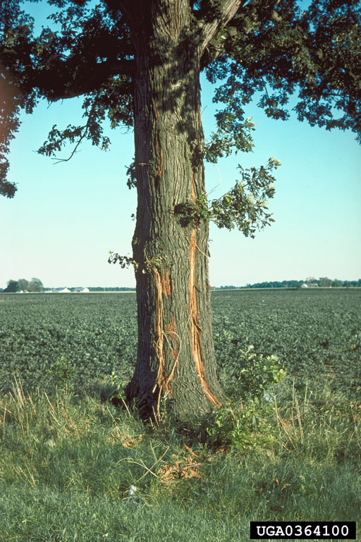 Tree stress - Bugwoodwiki