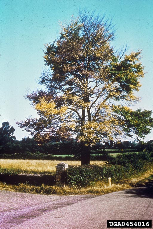 Dutch elm disease (Ophiostoma ulmi ) on elm (Ulmus spp. ) - 0454016