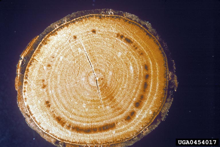 Dutch elm disease (Ophiostoma ulmi (Buisman) Nannf.)