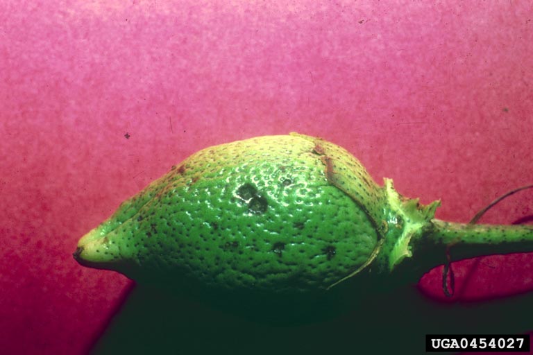 Anthracnose, pink boll rot or seedling blight of cotton (Colletotrichum ...