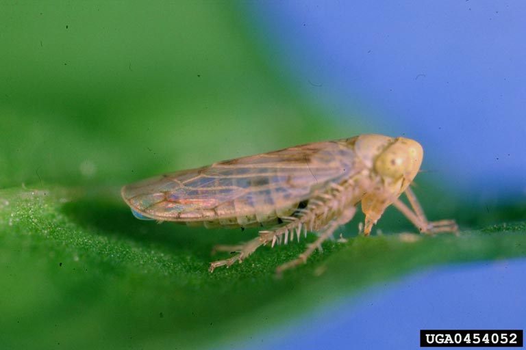 beet leafhopper (Neoaliturus tenellus)