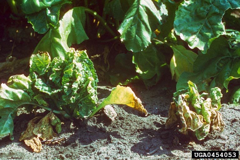 beet leaf curl virus (BLCV) (Rhabdovirus Beet leaf curl virus)