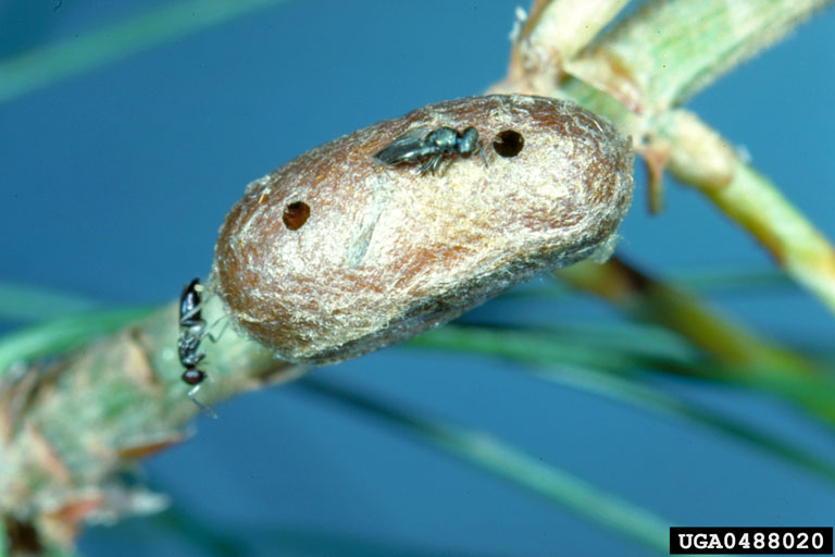 sawfly parasitic wasp (Dahlbominus fuscipennis)