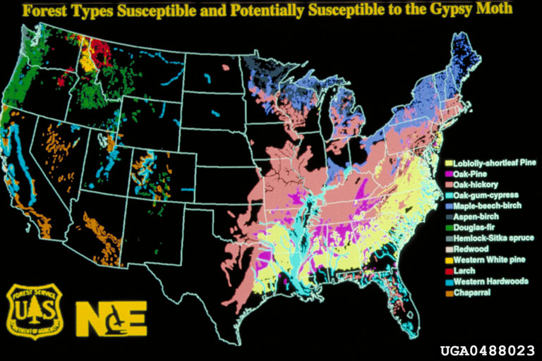spongy moth (formerly gypsy moth) (Lymantria dispar)