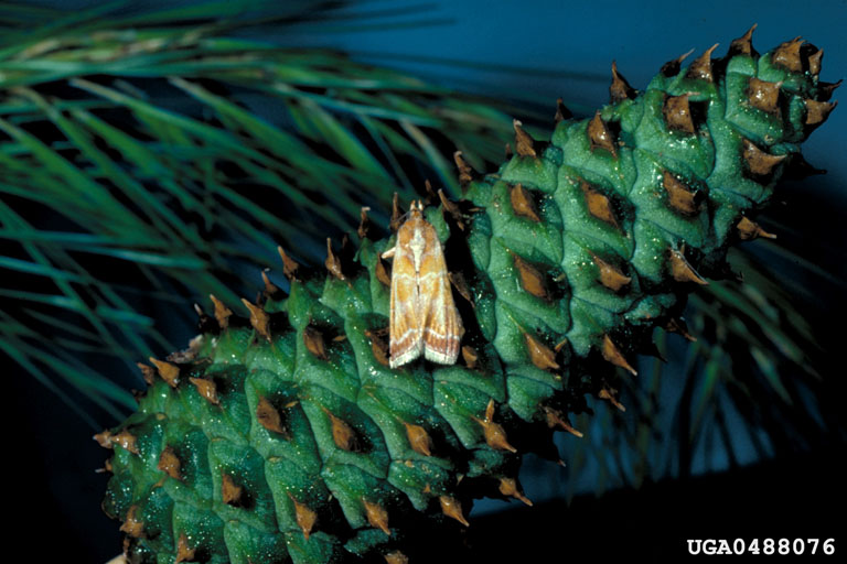 webbing coneworm (Dioryctria disclusa Heinrich)
