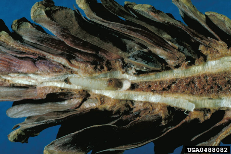 seed worms (Genus Cydia Hübner, [1825], 1816)