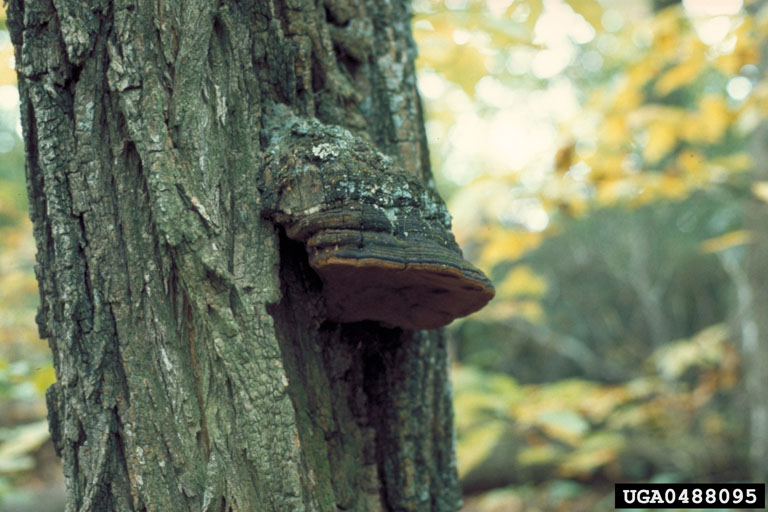 Rimosus decay (Phellinus robiniae)