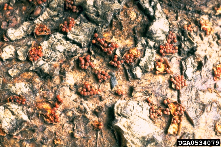 Nectria canker (Genus Nectria)