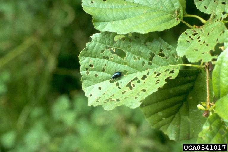 alder leaf beetle (Agelastica alni alni (Linnaeus, 1758))