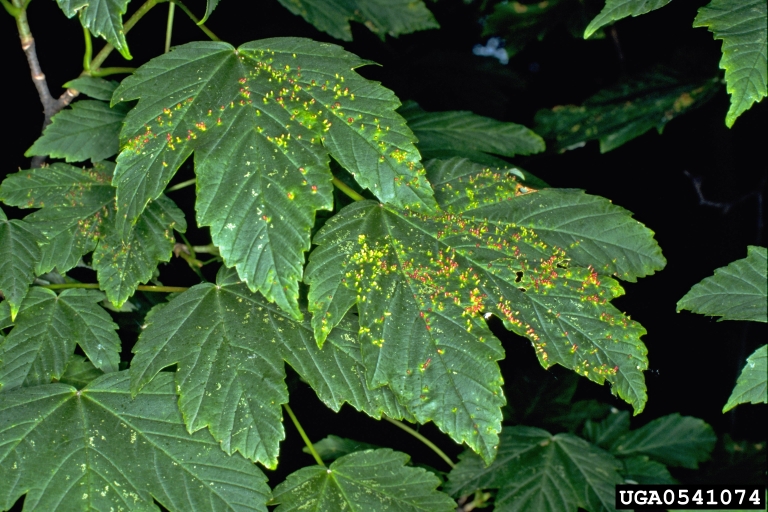 Eriophyid mite (Aceria macrorhyncha)