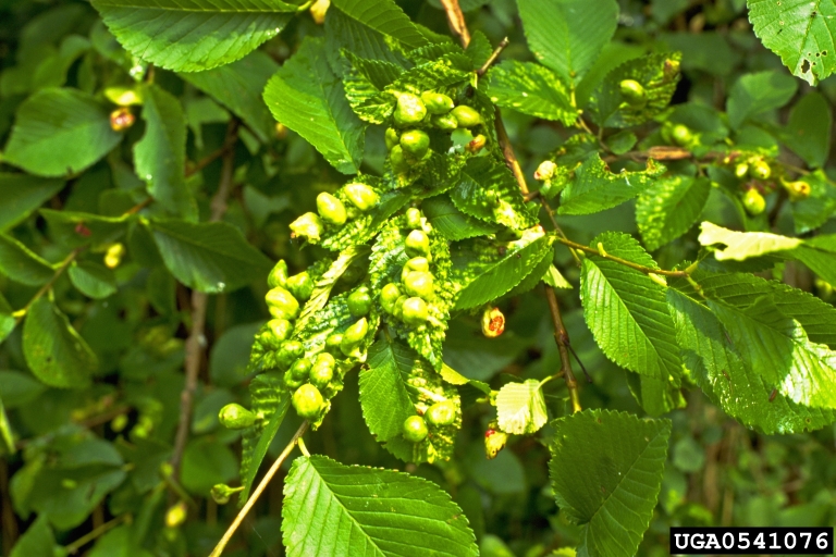 elm sack-gall aphid (Tetraneura ulmi (Linnaeus, 1758))
