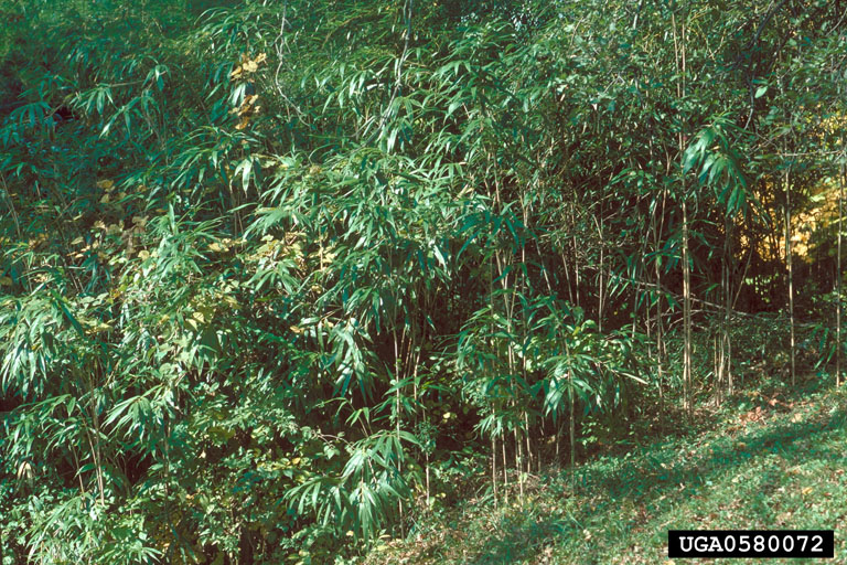bamboo (Genus Bambusa Schreb.)