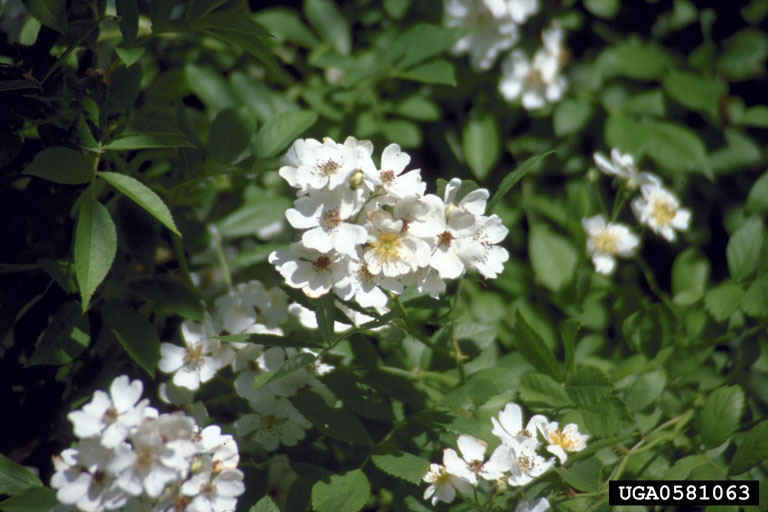 multiflora rose (Rosa multiflora Thunb.)