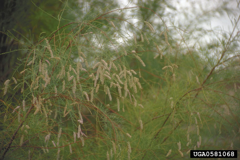 tamarisk (Genus Tamarix)