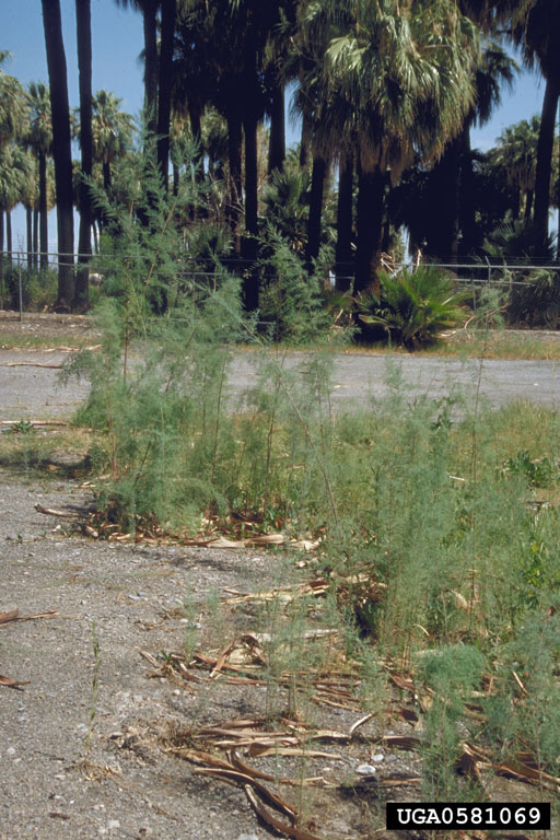 tamarisk (Genus Tamarix)