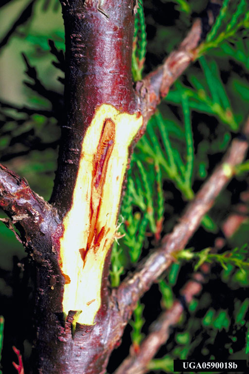 Botryosphaeria canker, white rot (Botryosphaeria dothidea)