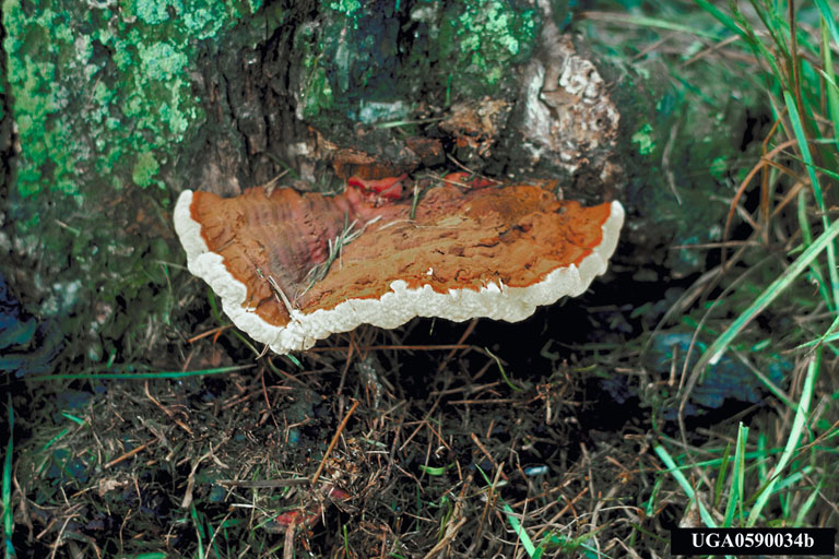 Ganoderma root and butt rot (Ganoderma lucidum (Curtis) P. Karst.)
