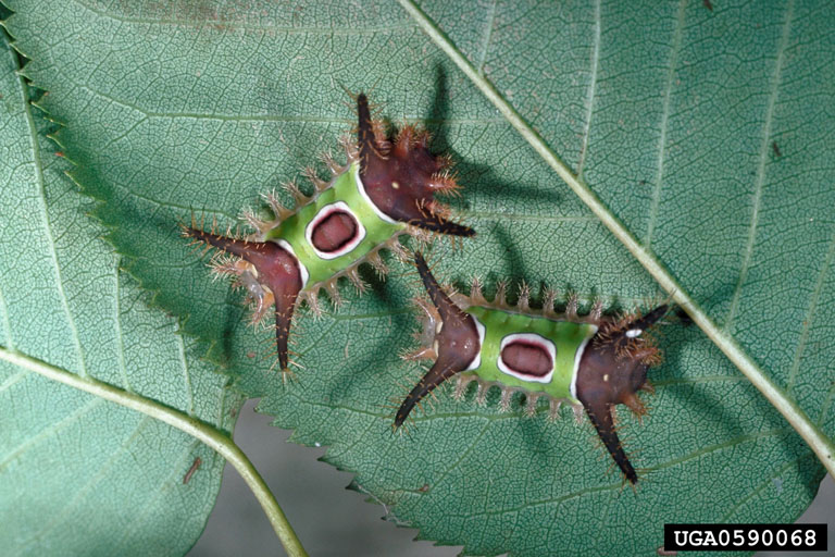 saddleback caterpillar (Acharia stimulea)