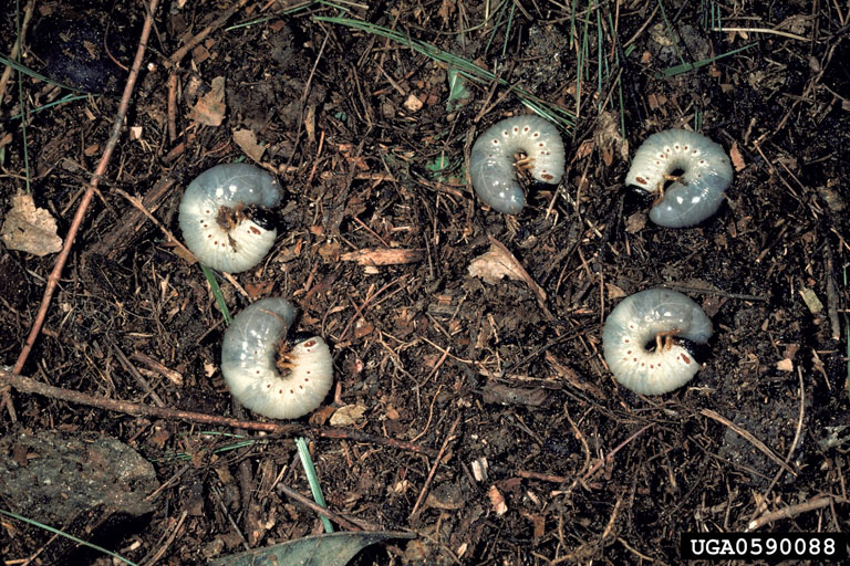 white grubs, scarabs, scarab beetles, (Coleoptera: Scarabaeidae) - 0590088