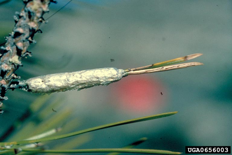 pine processionary moth (Thaumetopoea pityocampa (Denis & Schiffermuller))