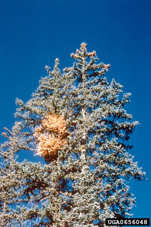 spruce broom rust (Chrysomyxa arctostaphyli Dietel)