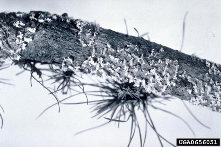 sweet fern blister rust (Cronartium comptoniae)