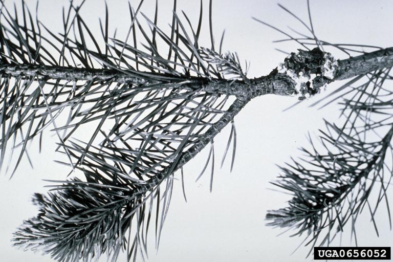 western gall rust (Endocronartium harknessii Hirats.)