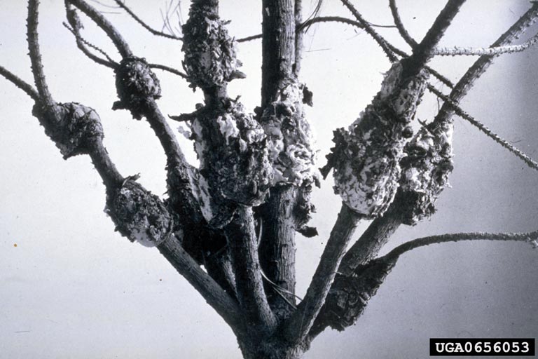 western gall rust (Endocronartium harknessii)