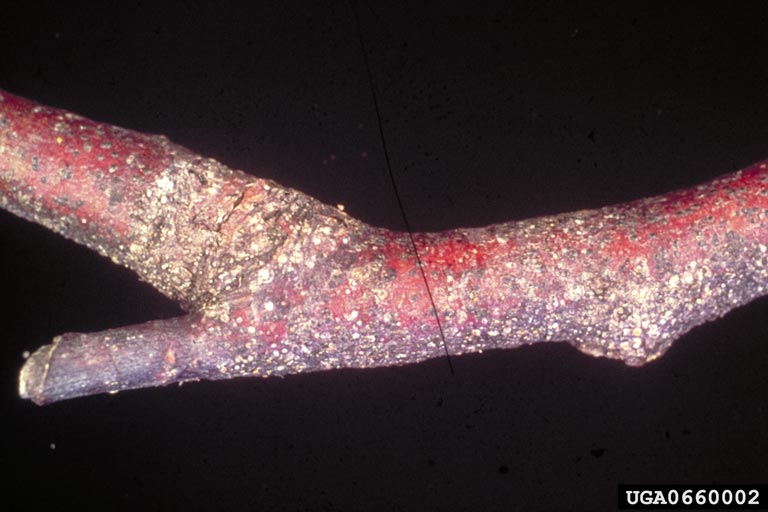 San Jose scale (Comstockaspis perniciosa (Comstock, 1881))