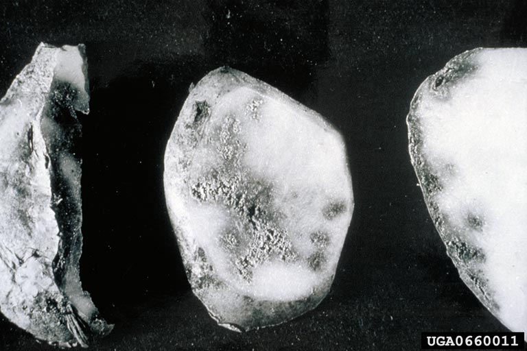 potato rot nematode (Ditylenchus destructor ) on potato (Solanum ...