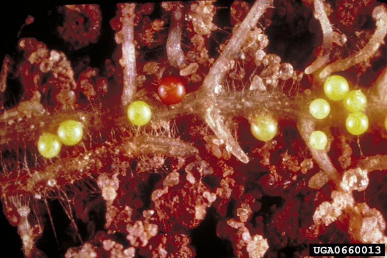 potato cyst nematode (Globodera rostochiensis (Wollenweber) Behrens)