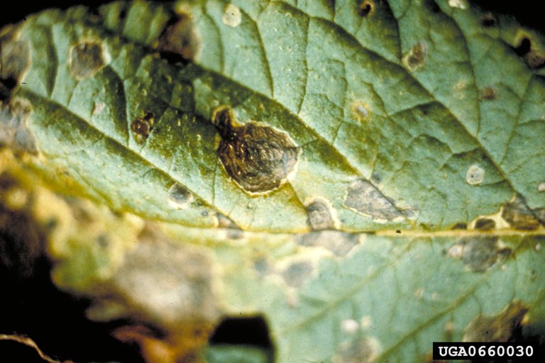 black potato blight (Phoma andigena Turkenst.)