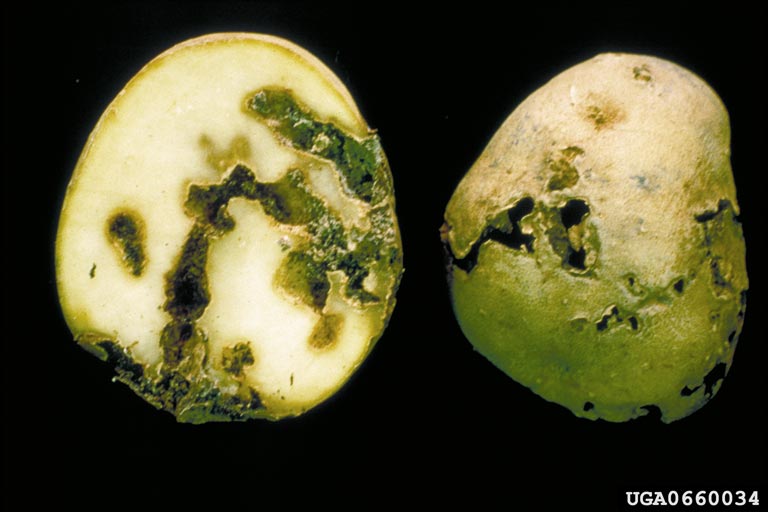 Andean potato weevils (Genus Premnotrypes Pierce 1914)