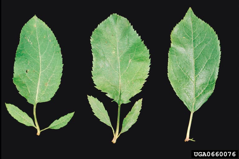 apple proliferation phytoplasma (Candidatus Phytoplasma mali (AP-MLO))