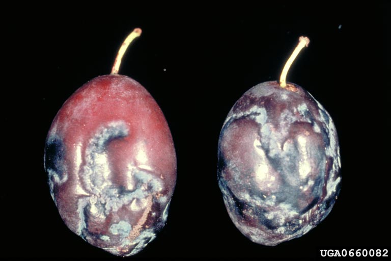 plum pox virus (PPV) (Potyvirus Plum pox virus)